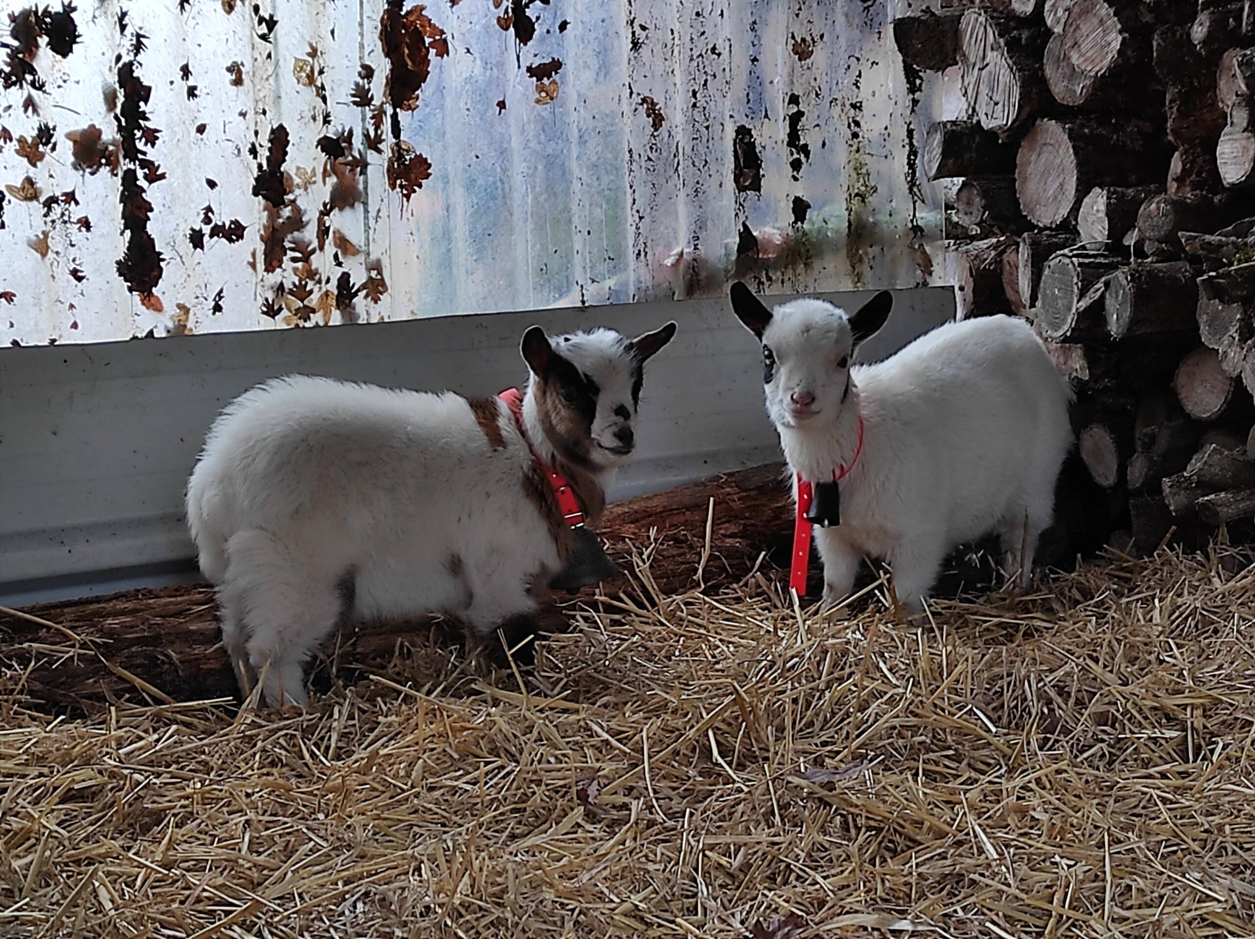 Découvrez avec vos enfants les animaux de notre mini ferme en Dordogne ...